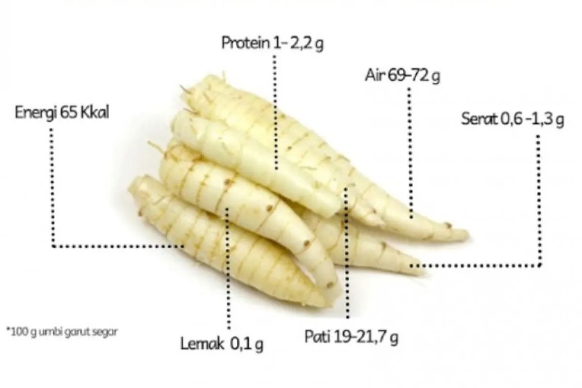 Kegunaan Umbi Garut bagi Kesehatan - Eksplorasiana